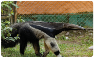 Por un planeta saludable - ODINSA